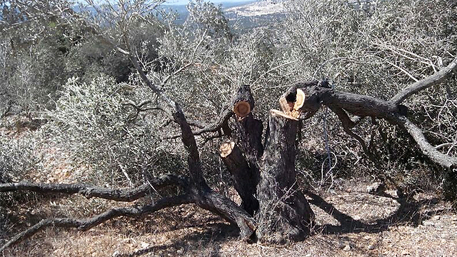 Burnt Mosque, Racist Graffiti, And Uprooted Olive Tree (Atrocity ...